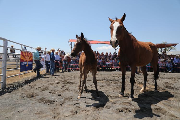 Gallery: Babbitt Ranches Colt Sale returns after year off due to COVID ...