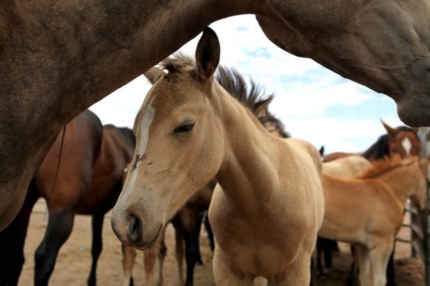 Hashknife sale a Babbitt Ranches tradition