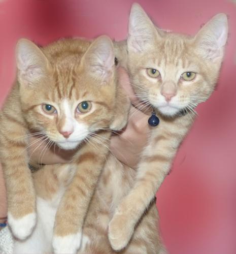 Pet of the Week: Gingers | Pets | azdailysun.com