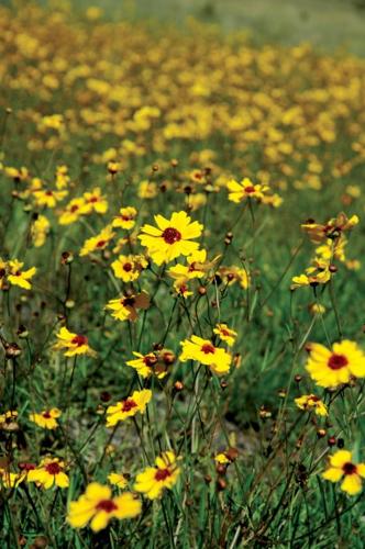 Northern Arizona Wildflowers | Lifestyles | azdailysun.com