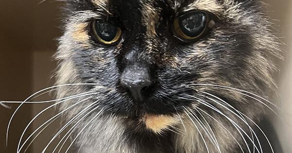 CHA Pet of the Week: Persimmon | Local News | azdailysun.com