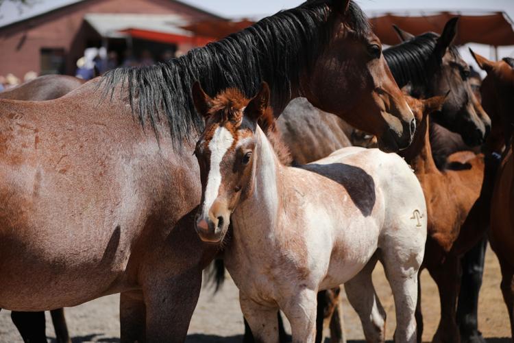 Gallery: Babbitt Ranches Colt Sale returns after year off due to COVID ...