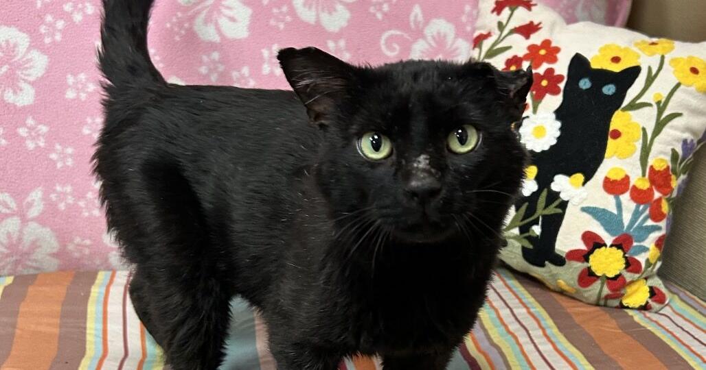 HCH Pet of the Week: Joey | Local News | azdailysun.com
