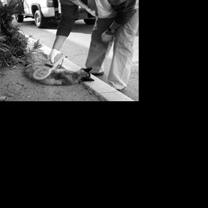 Roadkill Remover | Local News | azdailysun.com