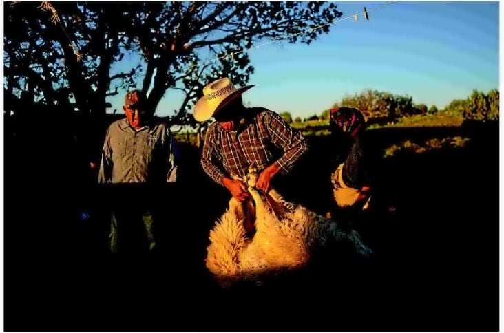 NAVAJO SHEEP HERDING AT RISK FROM CLIMATE CHANGE | | azdailysun.com