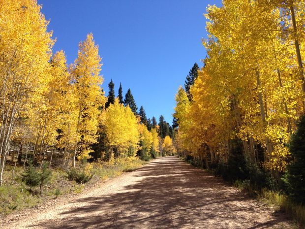 More Flagstaff fall beauty | | azdailysun.com