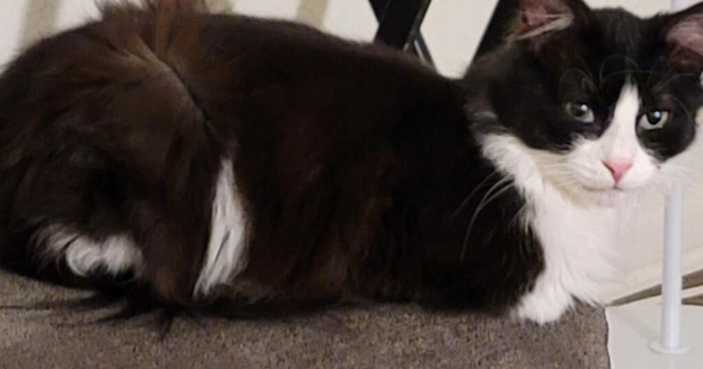 Pet of the Week: Aspen | Pets | azdailysun.com