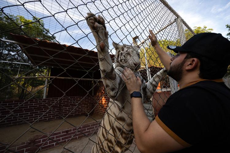 Lions, tigers and a monkey in a bulletproof vest: Meet the exotic pets ...