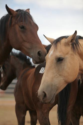 Hashknife sale a Babbitt Ranches tradition | | azdailysun.com