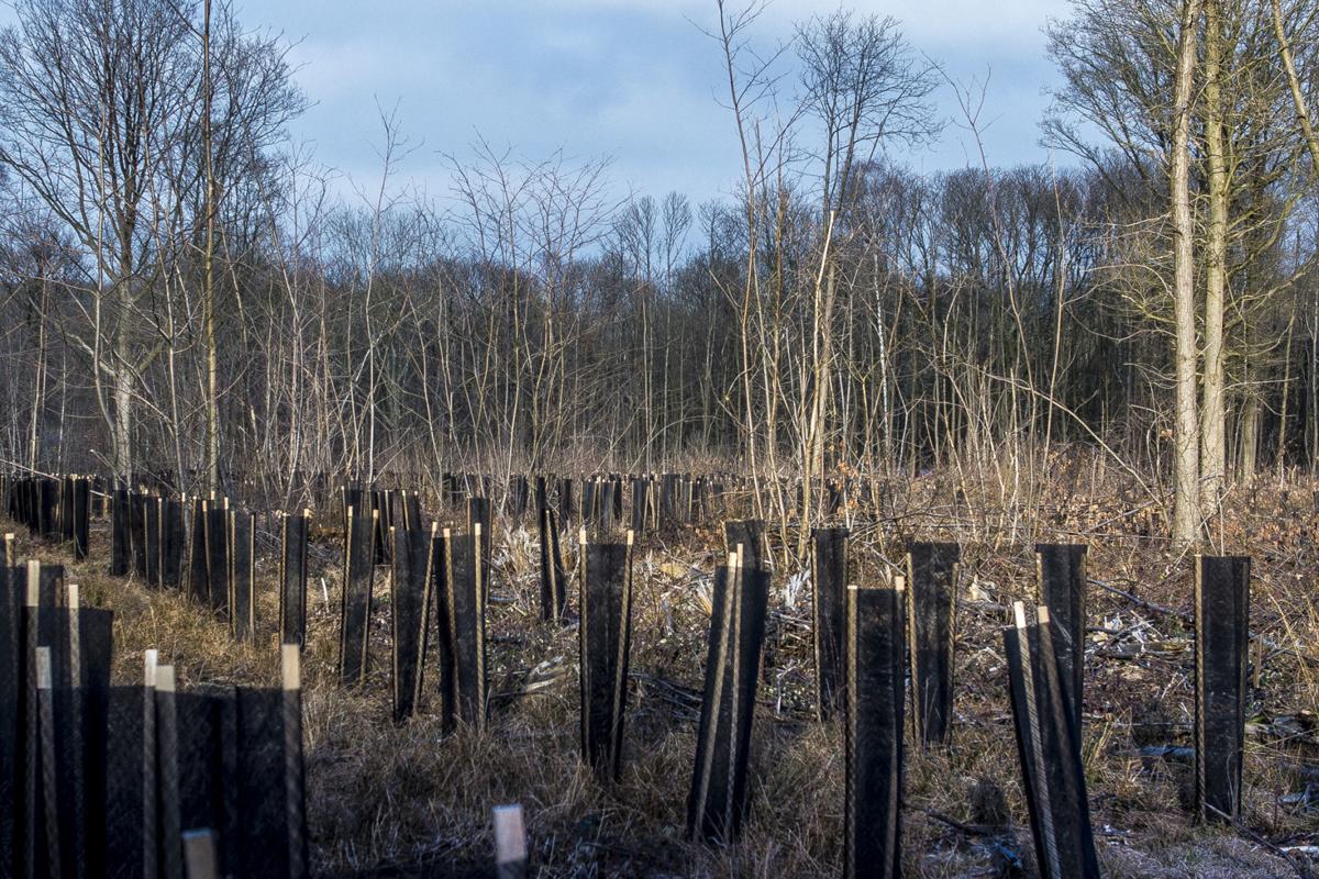 U.S. lagging behind others in reforestation