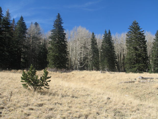 Engelmann spruce feels the heat