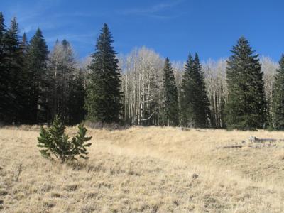 Engelmann spruce feels the heat