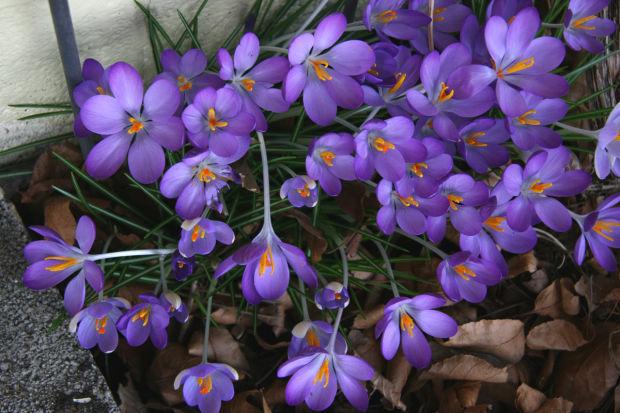 Spring comes early to Flagstaff