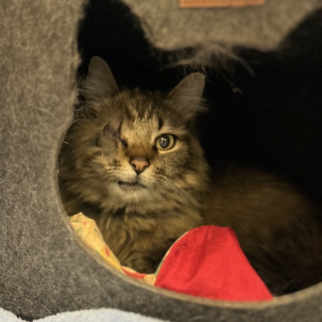 Local News | azdailysun.com