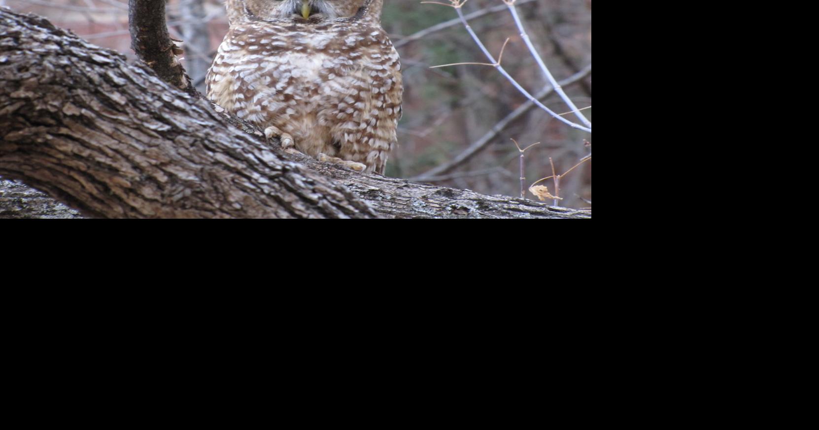 Owl, cable logging concerns hang up watershed protection plan | Local ...