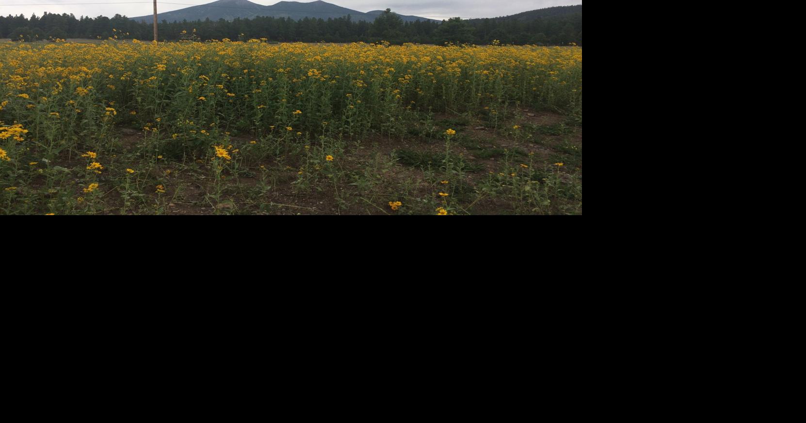 Flagstaff council declines Schultz Pass open space petition | Local ...