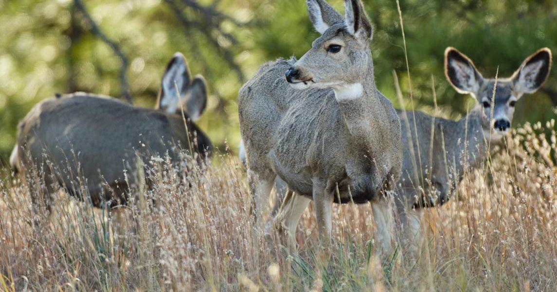 Game and Fish offering reward for information on mule deer poaching ...
