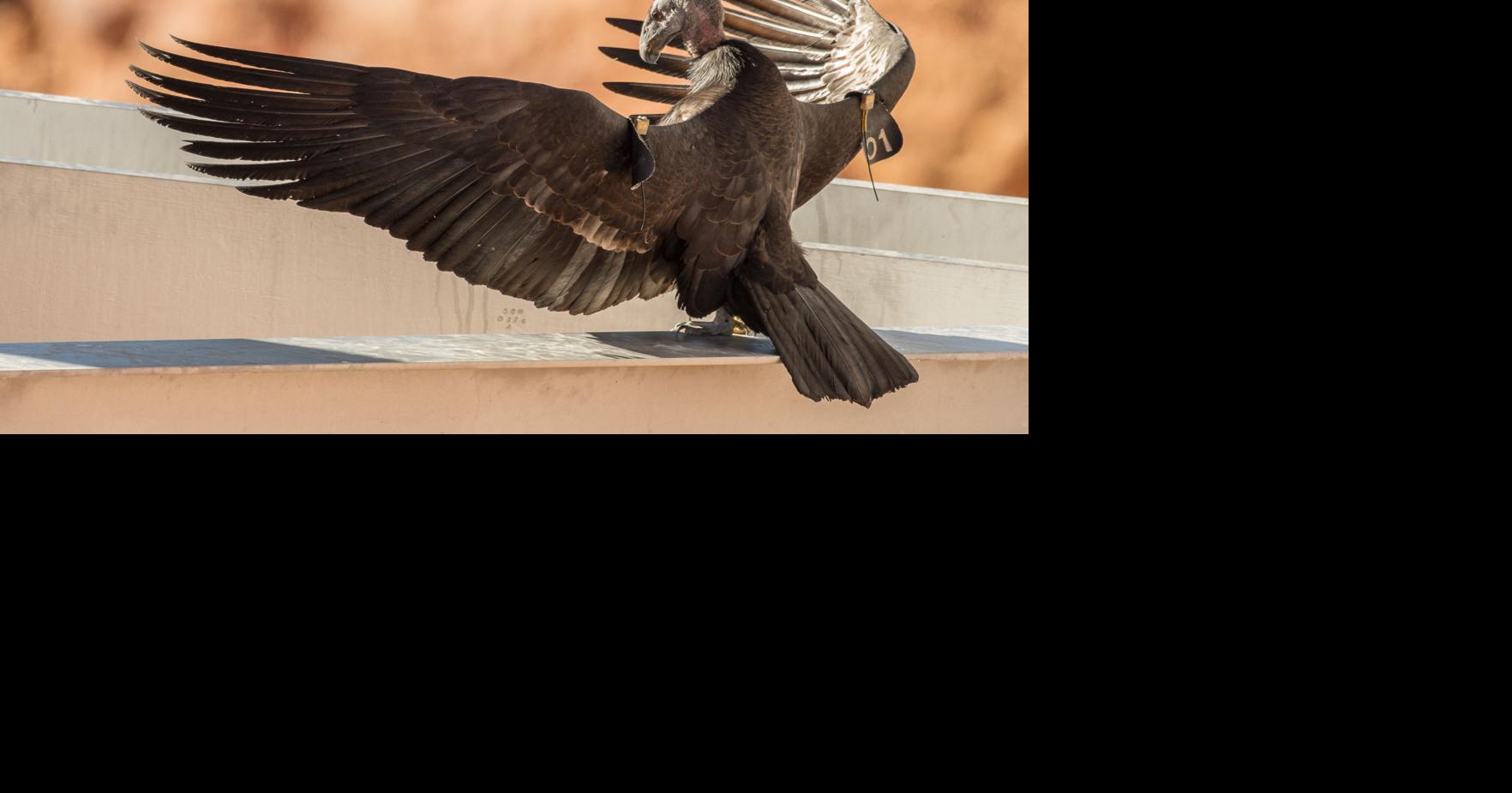 Plight of the Condor: A photographer’s pursuit of an endangered species ...