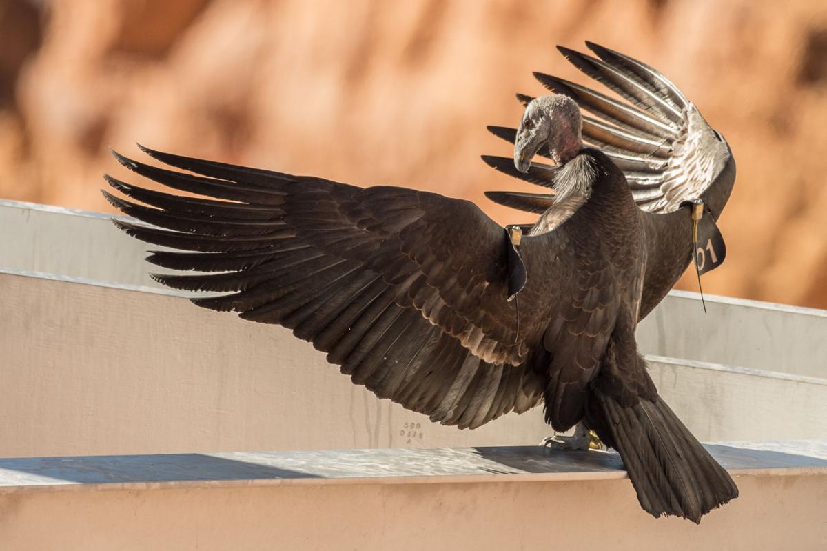 Plight of the Condor: A photographer’s pursuit of an endangered species ...