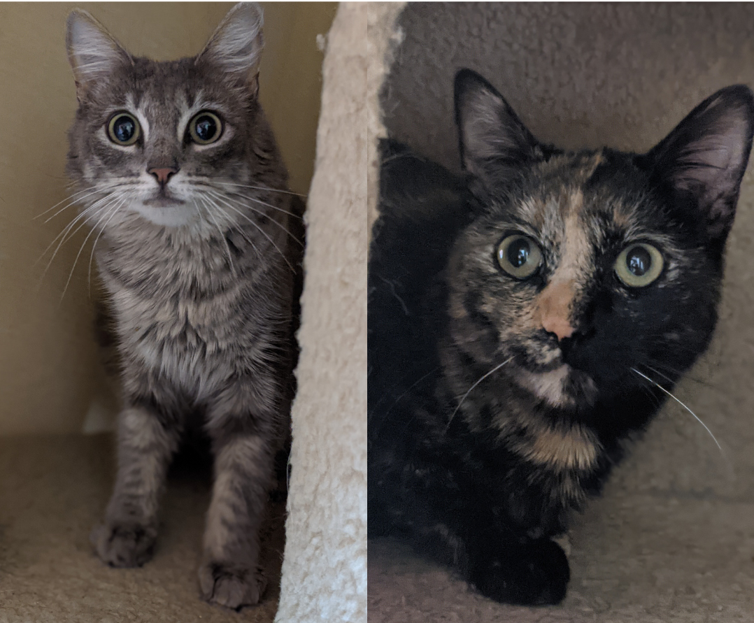 Pets of the Week: Callisto and Ganymede
