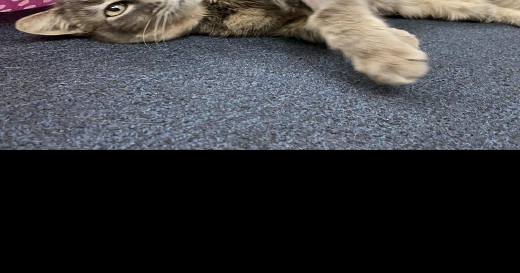 Pet of the Week: Aspen