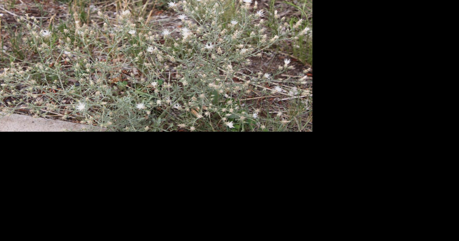 Gardening Etcetera: What to know about biennial weeds | Local News ...