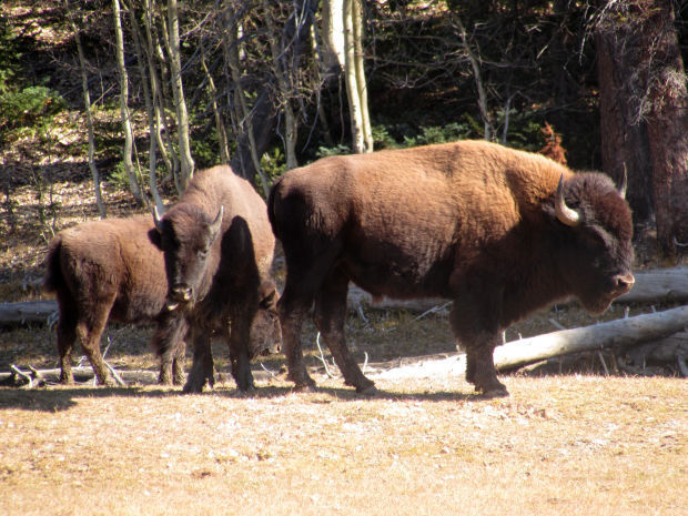 Should the state conduct Grand Canyon bison hunt? Yes