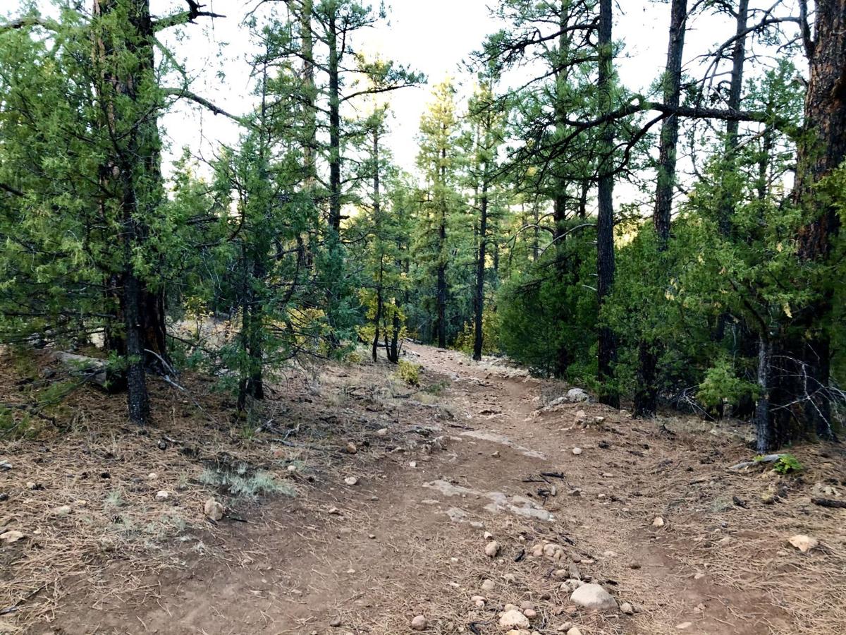 Outdoors: Taking a 'forest bath' along Walnut Canyon on the AZT | Local ...