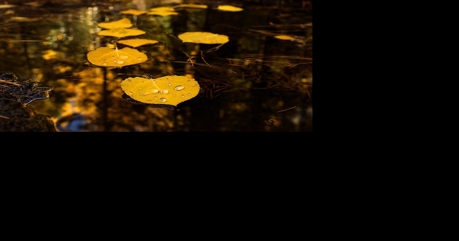 Gallery: Fall foliage creates colorful scenes around Flagstaff | Local ...