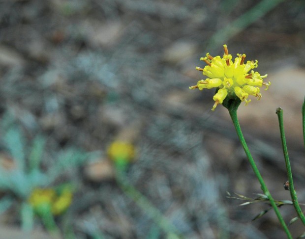 Northern Arizona Wildflowers | Lifestyles | azdailysun.com