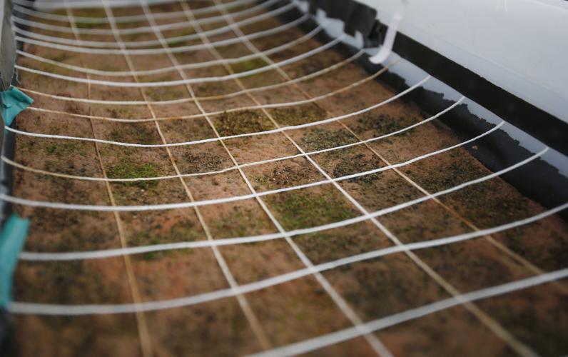 NAU ecologist tends to garden of biocrust