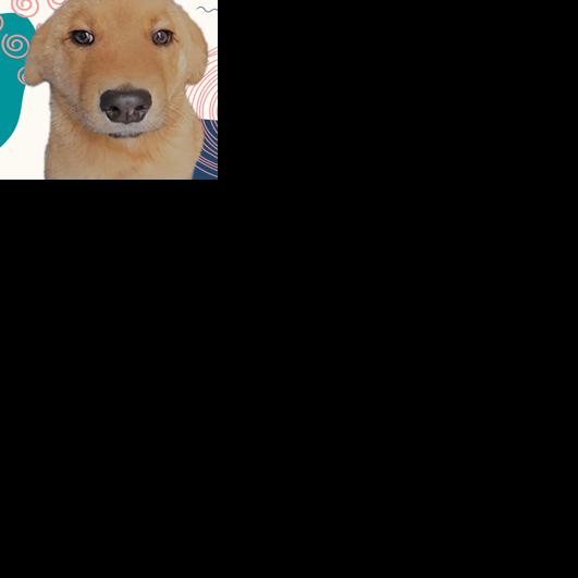 CHA Pet of the Week: Maggie | Pets | azdailysun.com