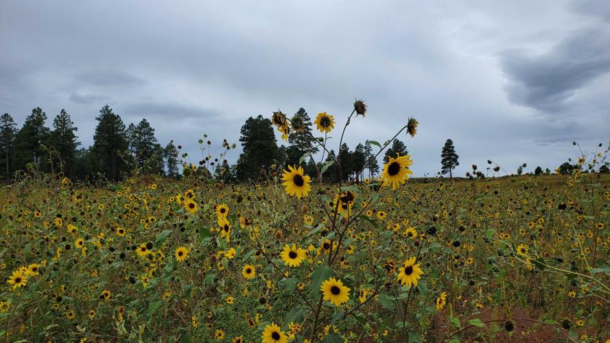 Gallery: A sunflower's time to shine in Flagstaff | Local News ...