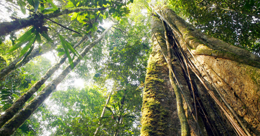 Study from Northern Arizona University and Smithsonian predicts effect ...