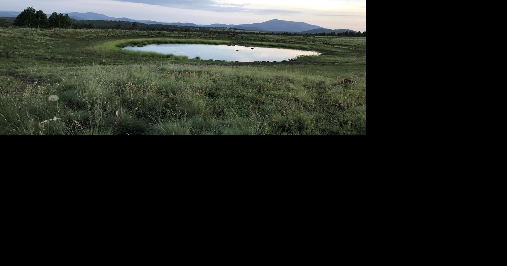 Outdoors: Take a twirl in Hart Prairie's meadows | Local News ...