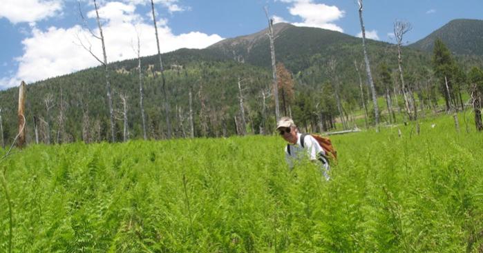 Outdoors: Ferns for Freidlein | Recreation | azdailysun.com