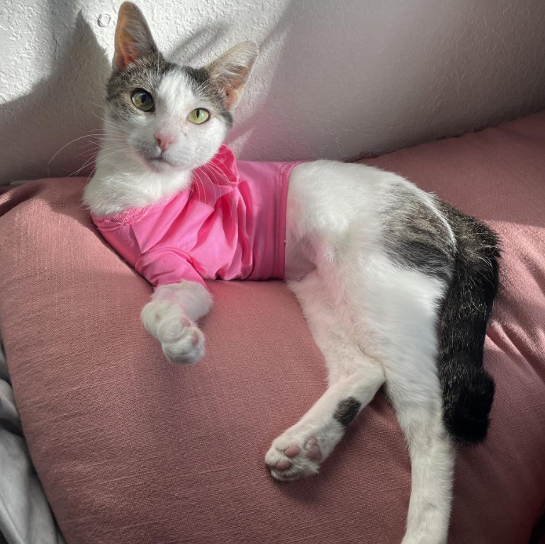 Pet of the Week: Gooby