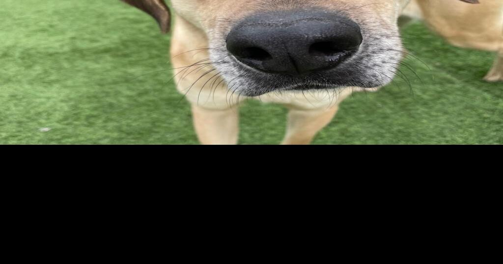 Pet of the Week: Hopper | Pets | azdailysun.com