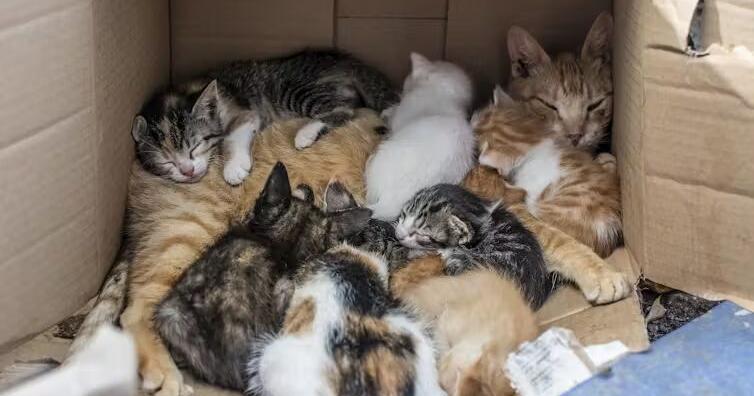 Love for cats lures students into this course, which uses feline ...