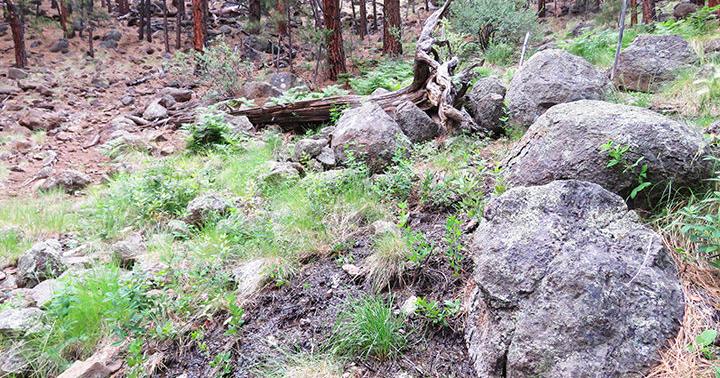 Around the Town: Learn about Leroux Springs with a guided hike | Local ...