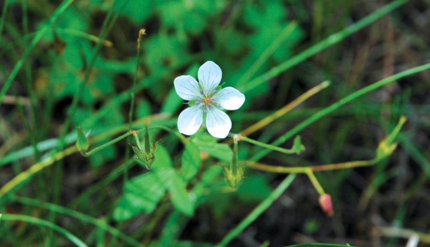 Northern Arizona Wildflowers | Lifestyles | azdailysun.com