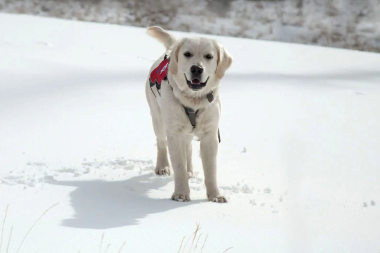 Watch Now: How Ava, The Avalanche Dog, assists in mountain safety at ...