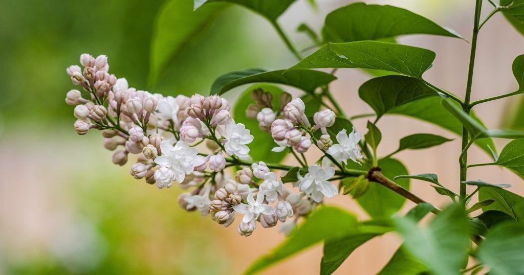 Gardening Etcetera: History, pruning and varieties of French lilacs ...