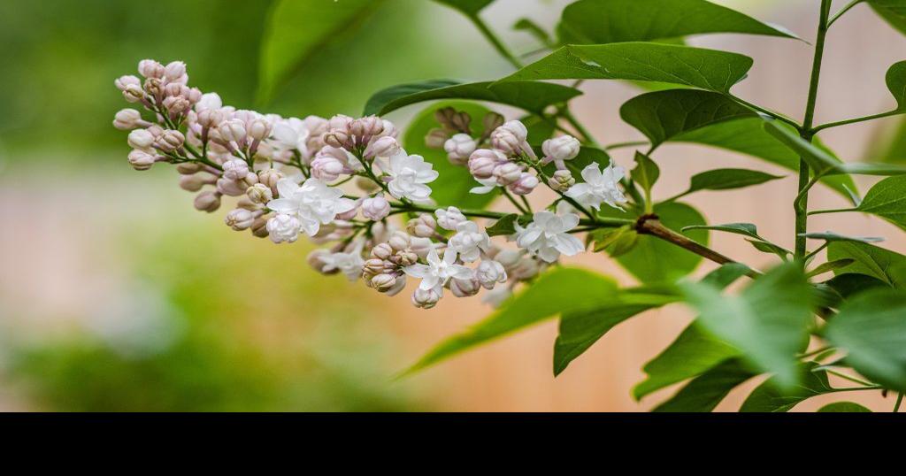 Gardening Etcetera: History, pruning and varieties of French lilacs ...