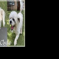 CHA Pet of the Week: Bonnie and Clyde | Local News | azdailysun.com