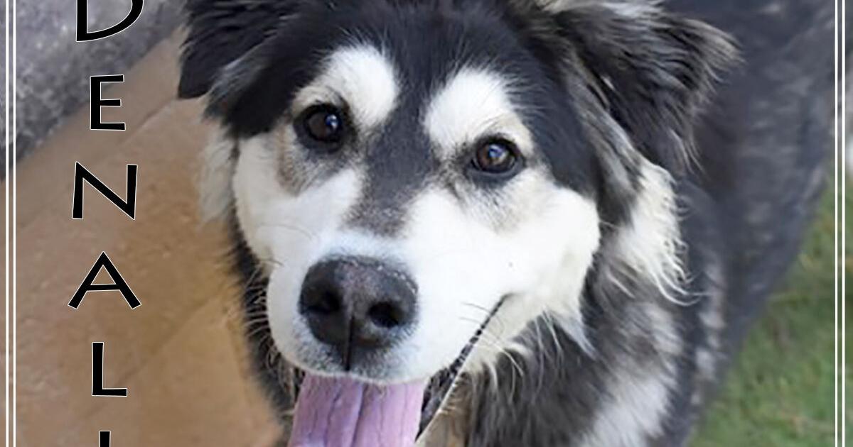 CHA Pet of the Week: Denali | Local News | azdailysun.com