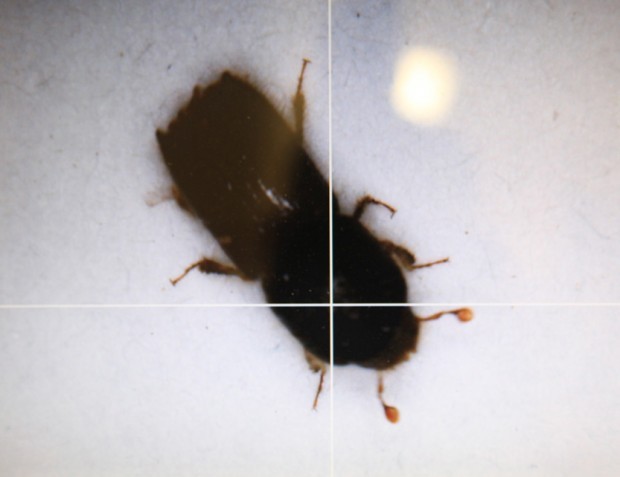 Bark beetles rocked by sound