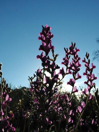 Northern Arizona Wildflowers