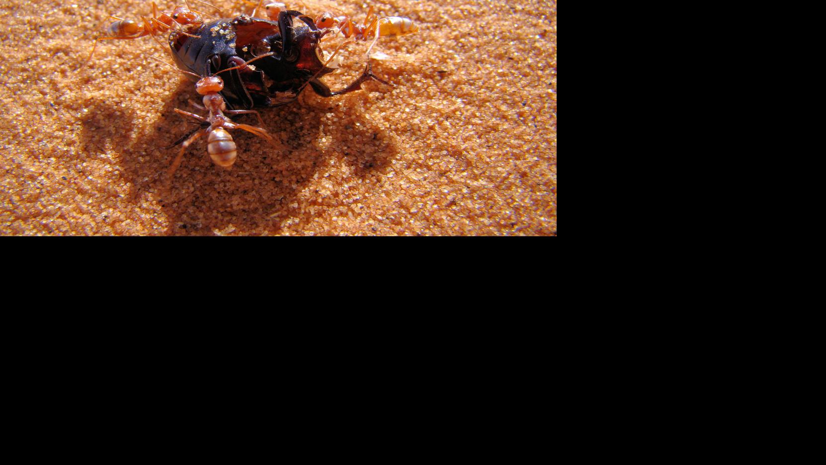 London Zoo: The coolest ants in the world | Columnists | azdailysun.com