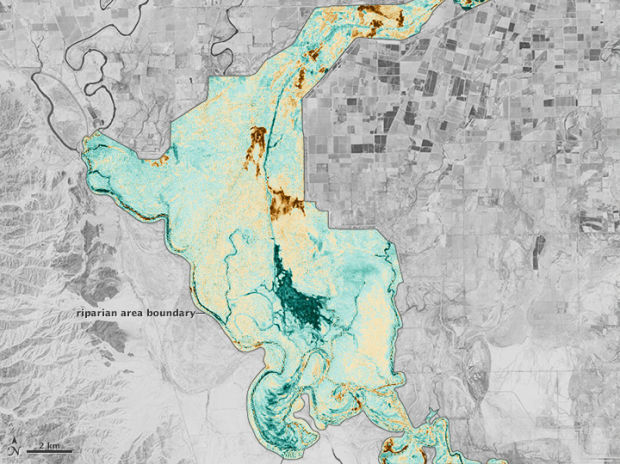 Benefits of Colorado River pulse flow start to show
